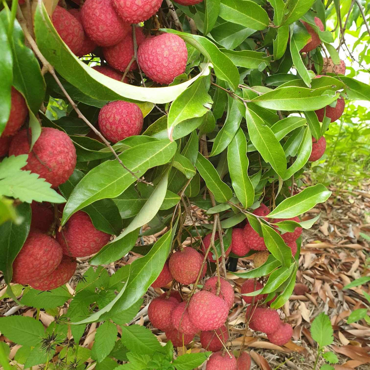 Advanced Fruit Tree – Orchard Dreams