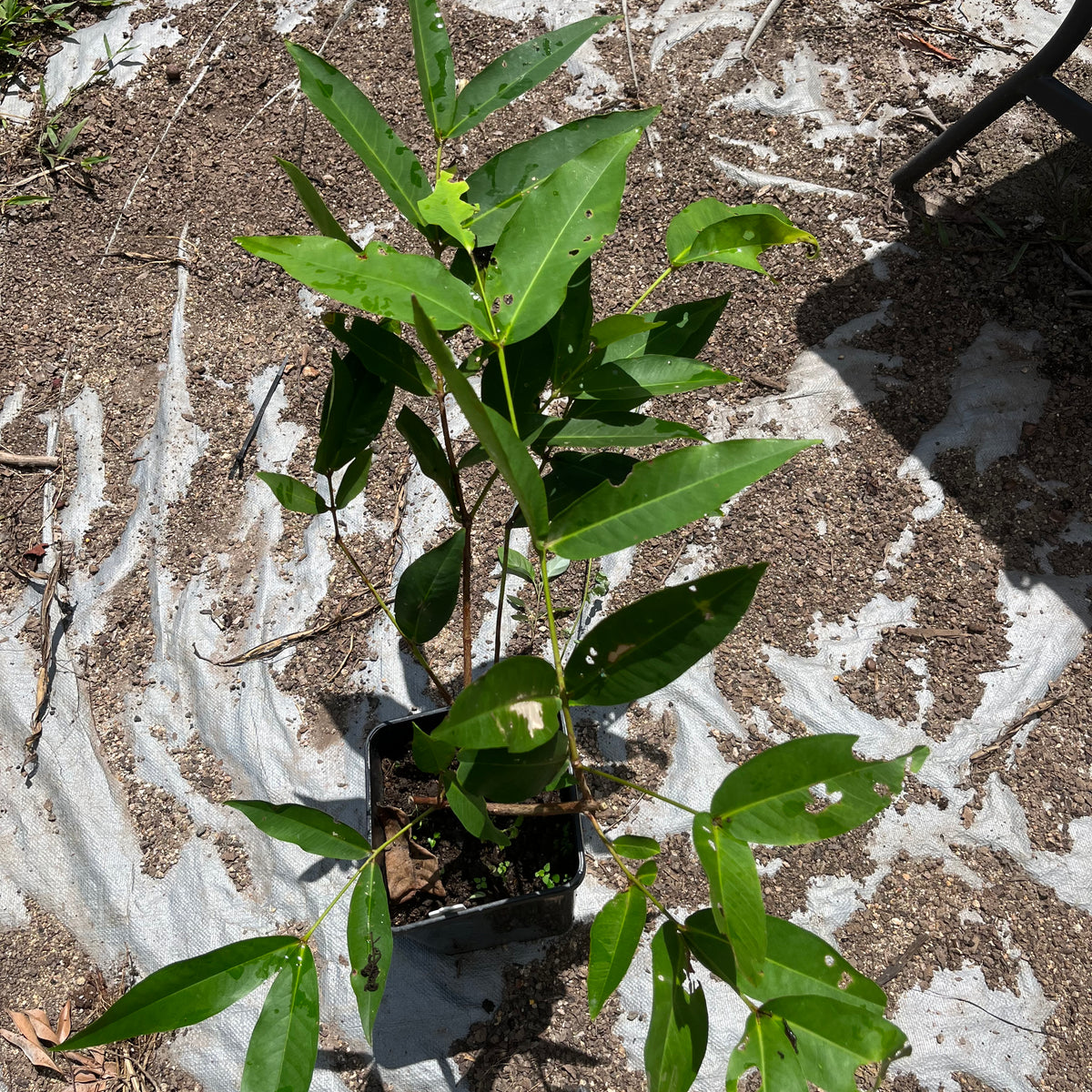 Wax Jambu Apple - Green Advanced – Orchard Dreams