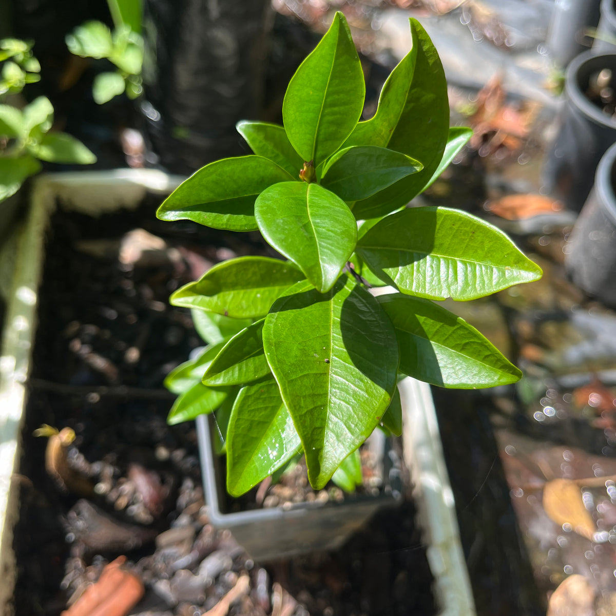 Grumichama Black Tube Small – Orchard Dreams