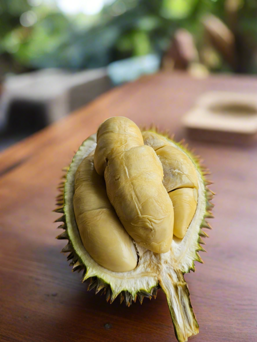 Durian - Macrantha – Orchard Dreams
