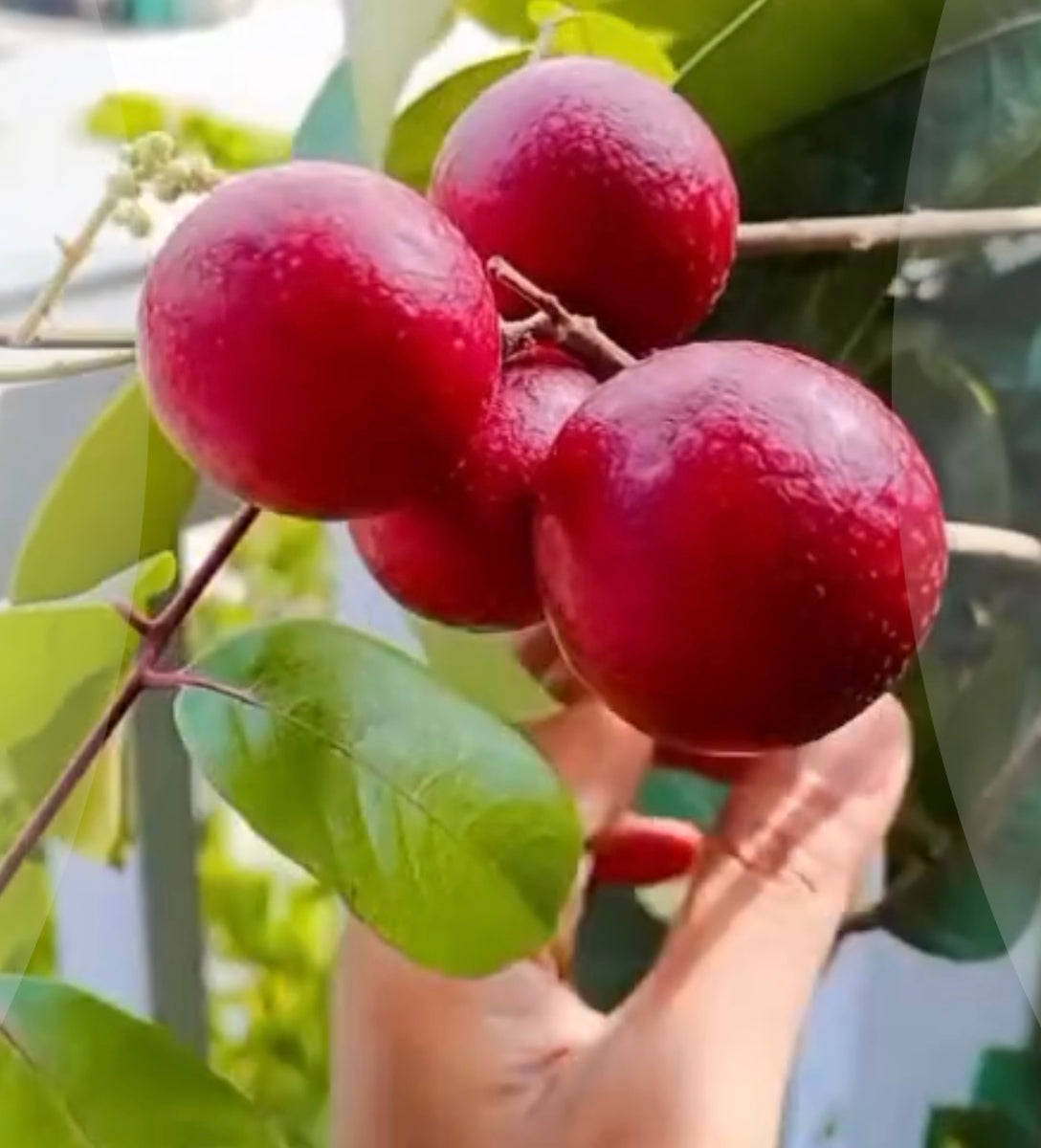 Longan - Red Ruby (Pre-order) – Orchard Dreams