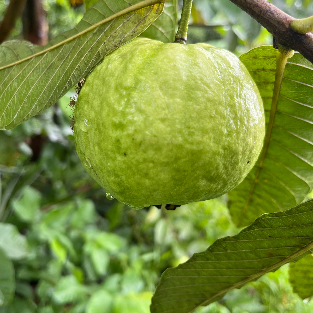 Guava advanced - Pearl Milk – Orchard Dreams