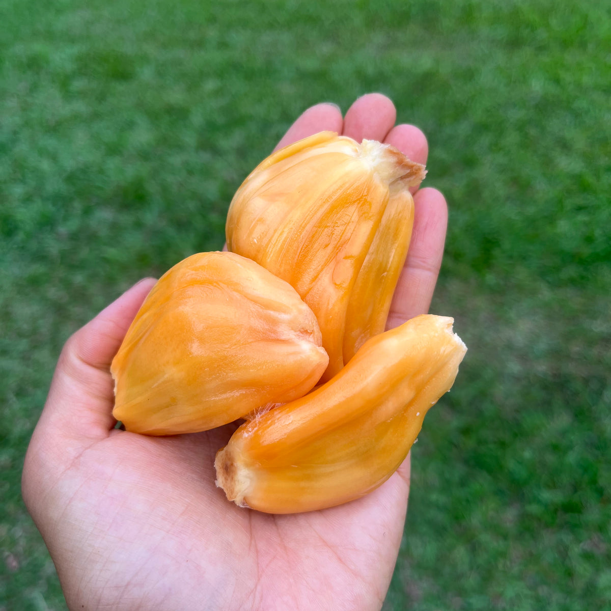 Jackfruit - Orange Crunchy (0.75L) of 10 – Orchard Dreams