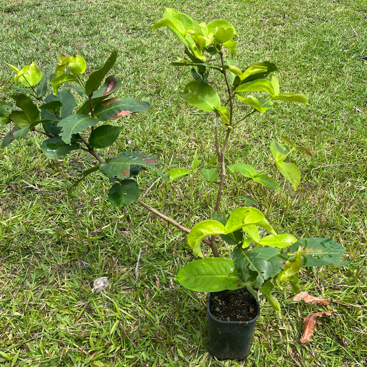 Wax Jambu Apple - Red Advanced – Orchard Dreams