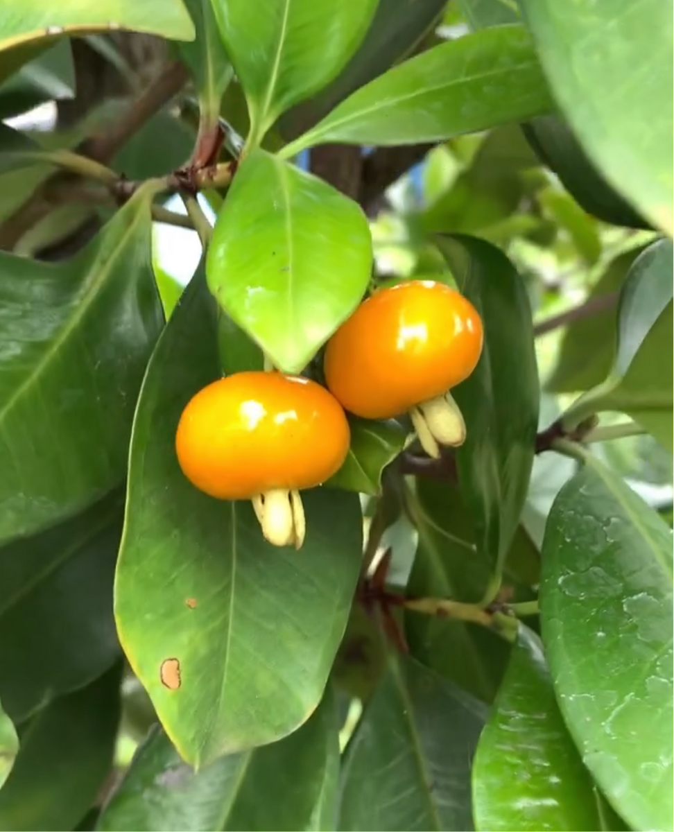 Grumichama - Yellow – Orchard Dreams