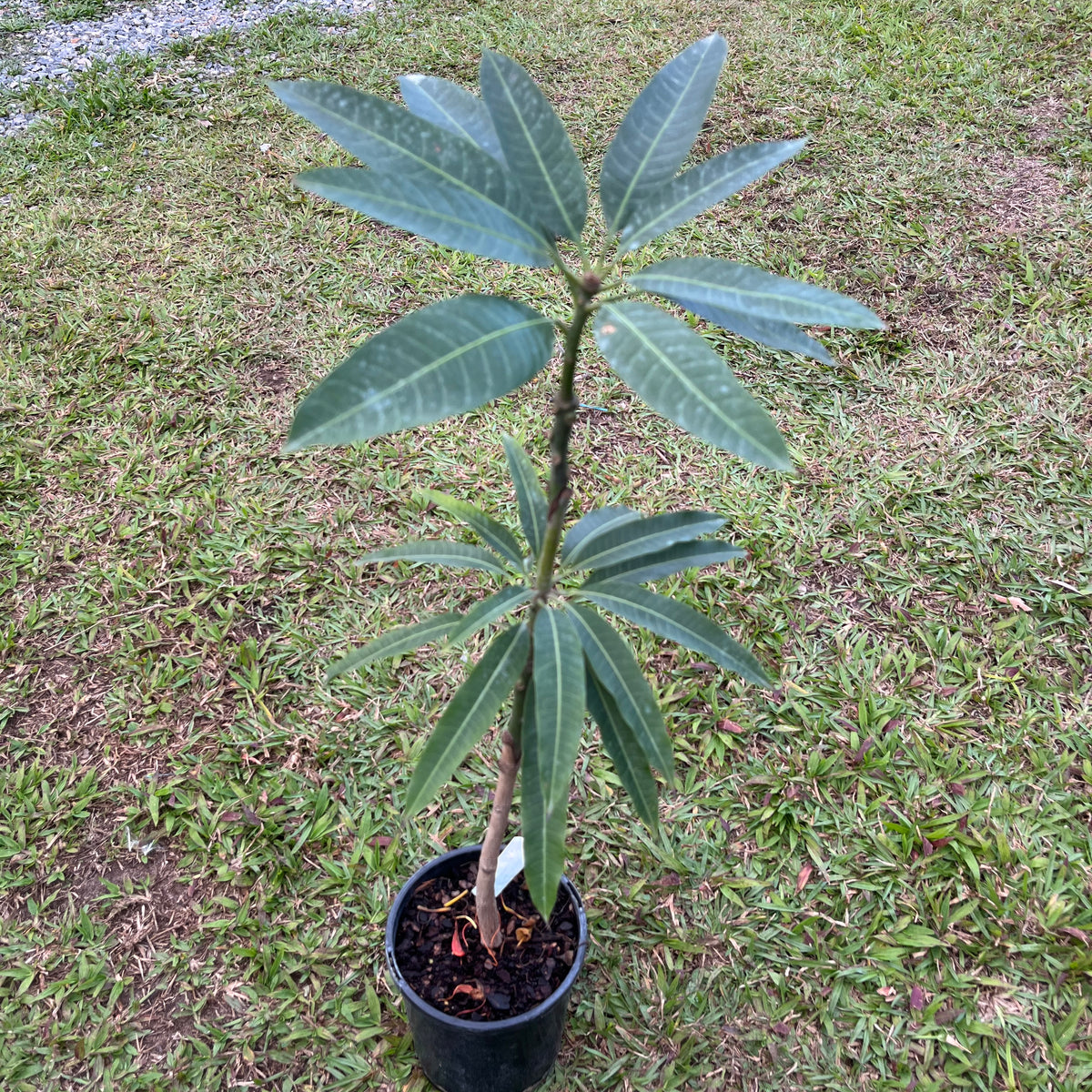 Mango - Kensington Pride – Orchard Dreams