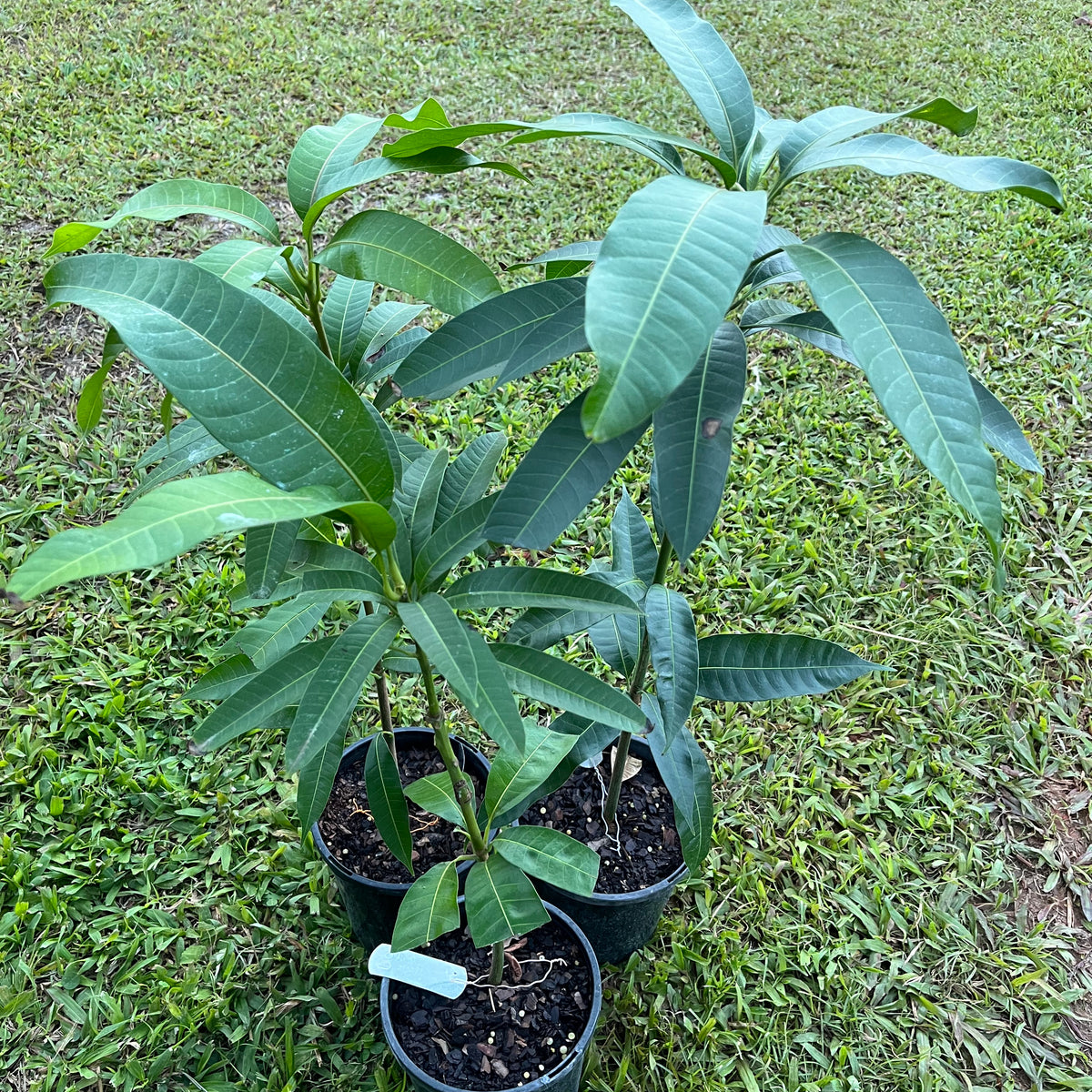 Mango - Golden queen – Orchard Dreams