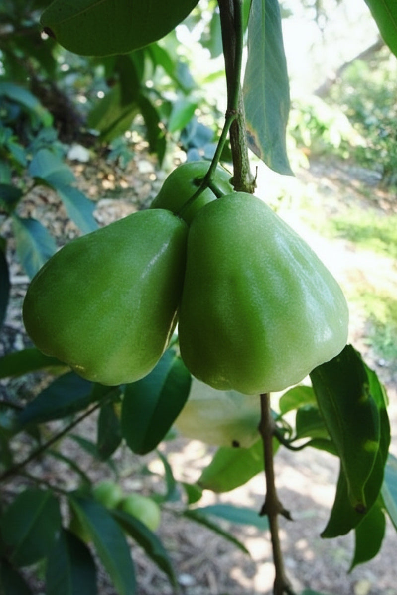 Wax Jambu Apple - Green Advanced – Orchard Dreams