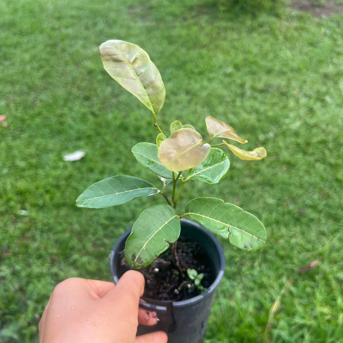 Longan - Red Ruby (Pre-order) – Orchard Dreams