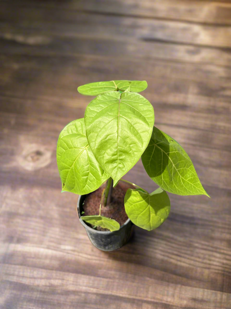 Tamarillo - Yellow (1L) – Orchard Dreams