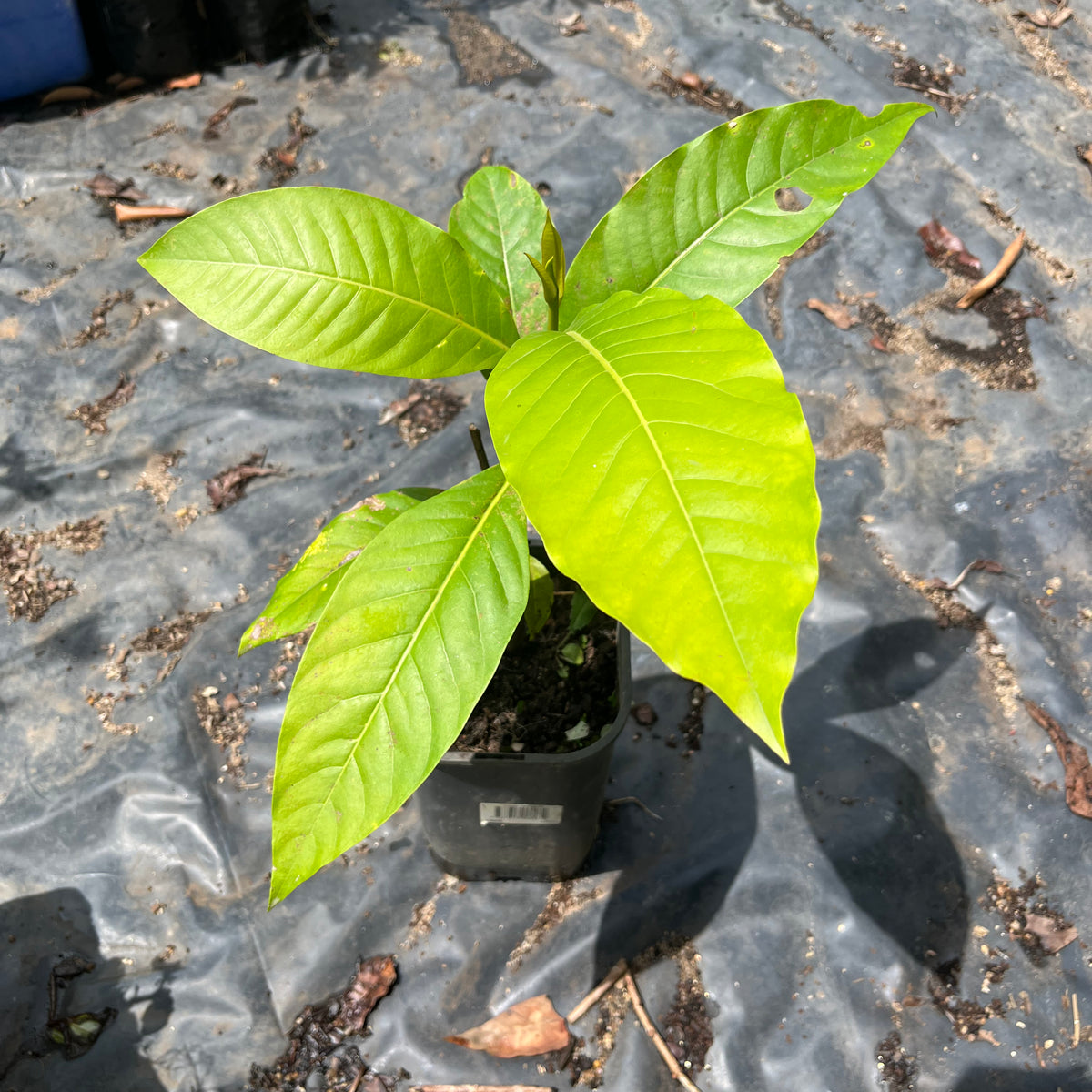 Engkala – Orchard Dreams