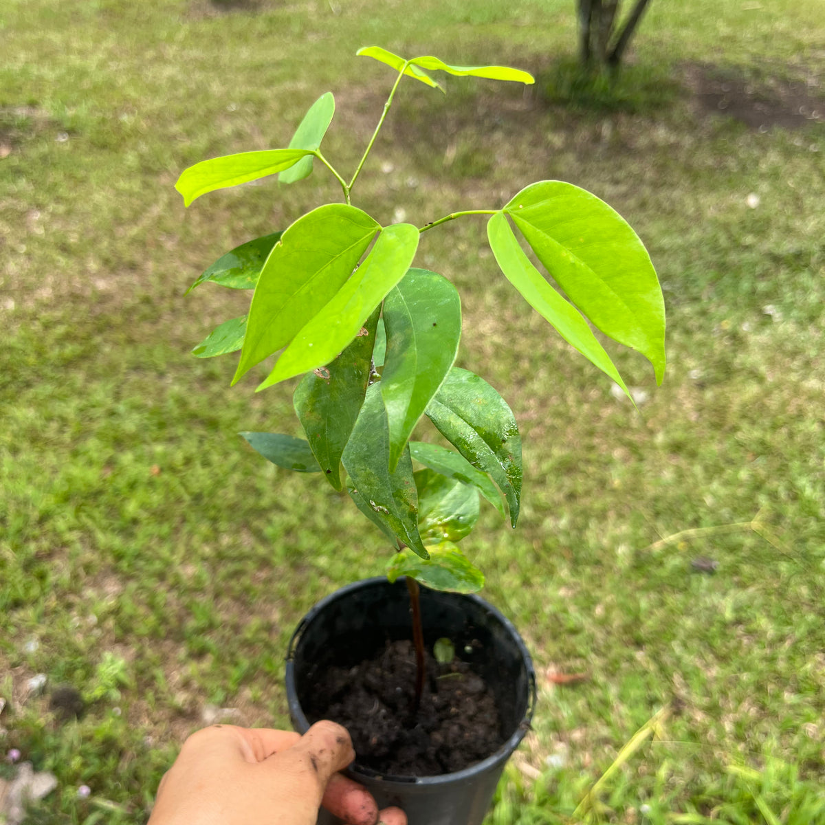 Stinking Toe – Orchard Dreams