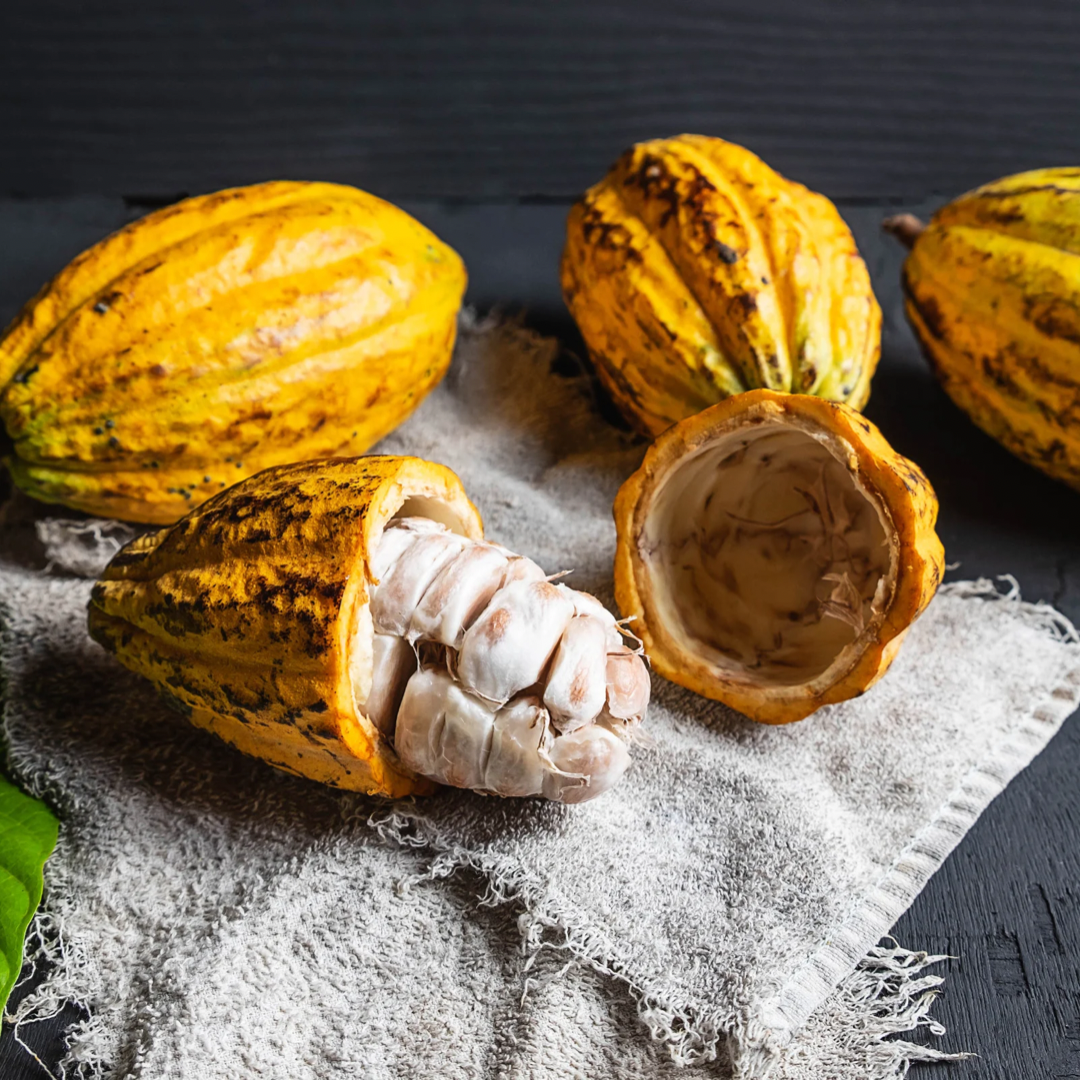 Cacao (cocoa) Theobroma - Forastero – Orchard Dreams